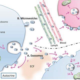 Schematic Representation Of EV Biogenesis And Cellular Uptake Though