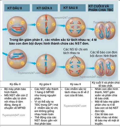 Quá trình giảm phân chuyên mục sinh học tế bào