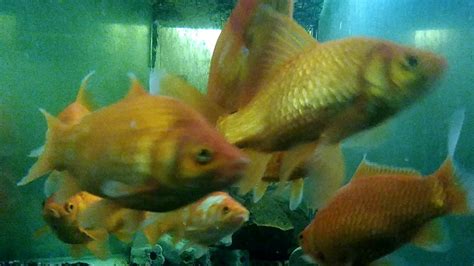 Big Ol Honkers Raquariums