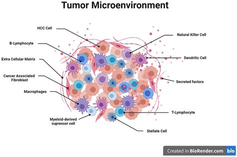 Diagram Of The Tumor Microenvironment TME Of HCC HCC Development Is