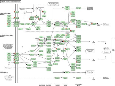 MAPK Signaling Pathway The Chart Is From KEGG Database Red Star P