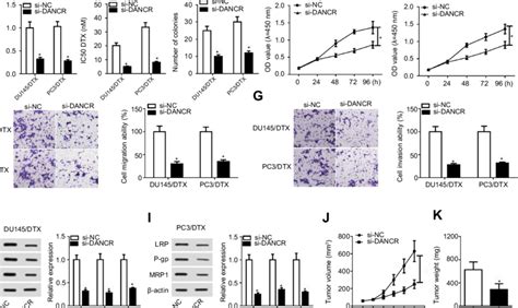 DANCR Knockdown Improved Docetaxel Sensitivity Of DTX Resistant PC