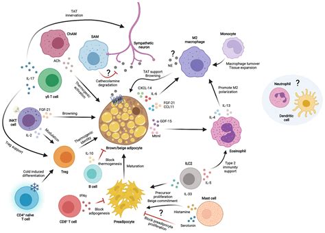 Frontiers Immune Cells In Thermogenic Adipose Depots The Essential