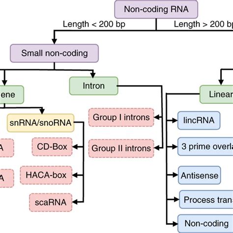 Evaluation Of Deep Learning In Non Coding RNA Classification Request PDF