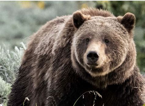 Could California Bring Back Grizzly Bears Ucsb Researcher Says Its Not Impossible