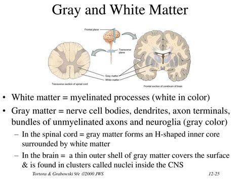 Ppt Chapter 12 Nervous Tissue Powerpoint Presentation Free Download Id405348