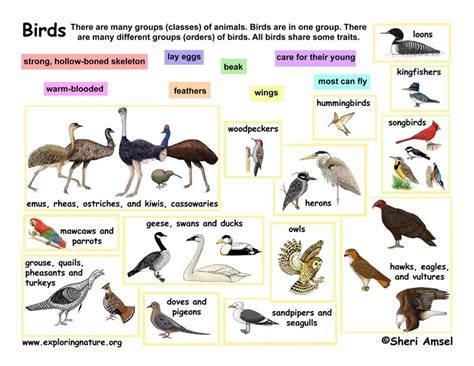 bird classification lecture and handouts