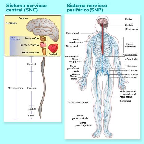 La relación de los sistemas nervioso y reproductivo Mind Map
