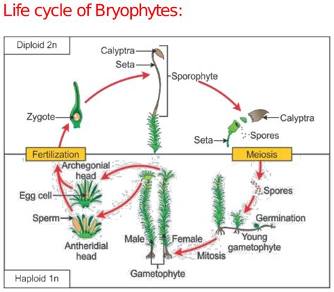 Pembahasan Perbedaan Tumbuhan Pteridophyta Dan Bryophyta Trending
