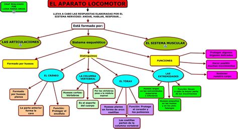Mapa Mental Sistema Locomotor MATERILEA
