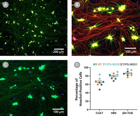 STEMdiff Motor Neuron Differentiation Kit STEMCELL Technologies