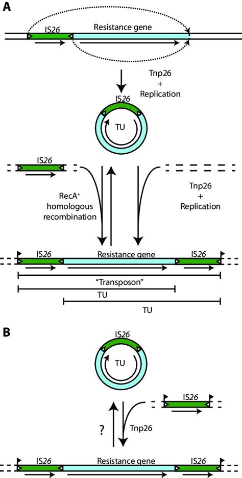 pathways to tu and transposon formation via tnp26 replicative