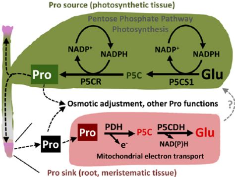 Model Of Tissue Specific Pro Synthesis And Catabolism At Low C W At