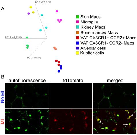 Function Of Tissue Resident Macrophages Dutta Lab