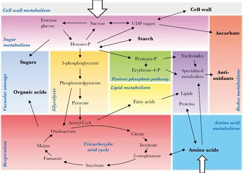 DIAGRAM Simple Metabolic Diagram MYDIAGRAM ONLINE