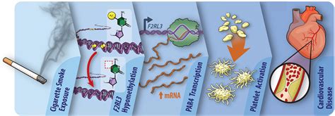 Epigenetic Regulation Of F2RL3 Associates With Myocardial Infarction