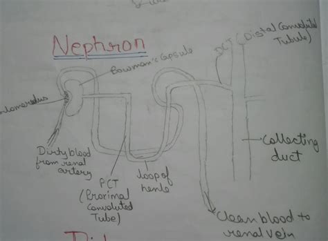 DIAGRAM Kidney Nephron Diagram With Simple MYDIAGRAM ONLINE