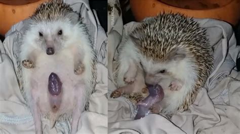 Hedgehog Gives Birth Youtube