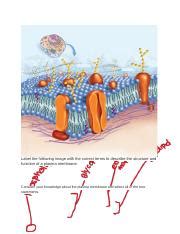 Bio Chapter 5 Docx Label The Following Image With The Correct Terms