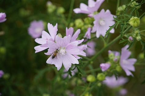 锦葵 花 自然 Pixabay上的免费照片 Pixabay