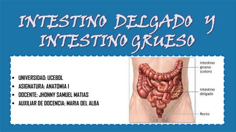 Intestino Delgado Y Grueso Joybem UDocz