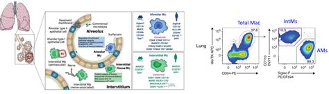 BS3036 Fundamentals Of Immunology Con And Exp 5 Innate Immunity In