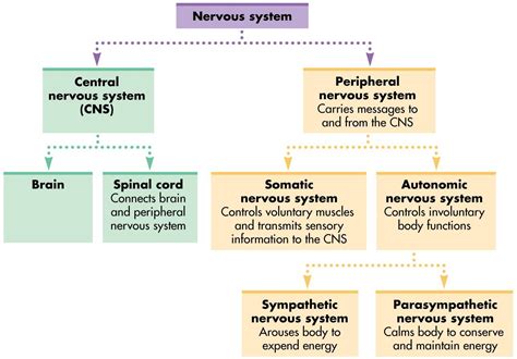 A Diagram Showing The Central Nervous System Cns And A Flowchart