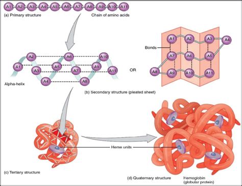 Primary Secondary Tertiary Quaternary Structure Of Protein