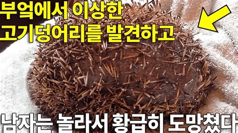 남자는 부엌에서 이상한 고깃덩어리를 발견했고 그것을 똑똑히 본 후 그는 놀라서 황급히 도망쳤다 YouTube