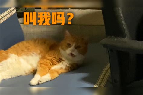 当你正要去睡觉而你的猫刚刚睡醒时