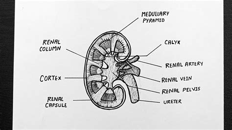 Label The Diagram Showing The Human Kidney