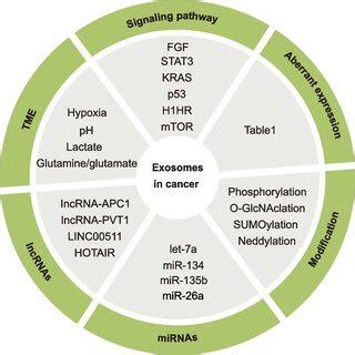 Overview Of The Process For Exosome Biogenesis MVBs Take The Center Of