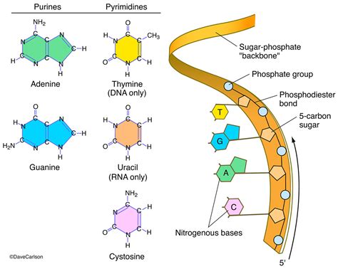 Nucleic Acid Structure Diagram