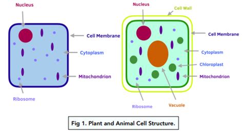 Prokaryotic Cell Diagram Gcse Hot Sex Picture