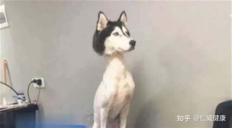 男女阴毛有什么用？能不能刮？上厕所掉毛正不正常？一次性告诉你 知乎