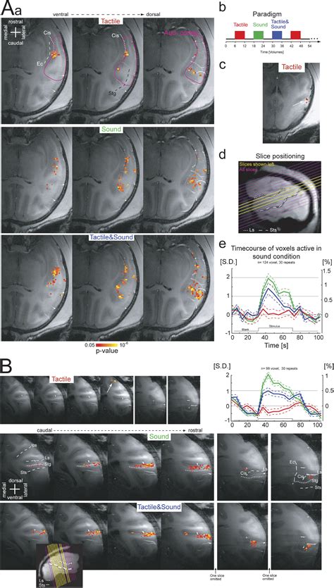 integration of touch and sound in auditory cortex neuron