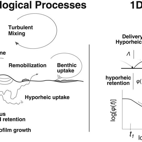 conceptual diagram of modeled processes and continuous time random walk download scientific