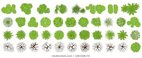 Top View Tree Vector At Vectorified Collection Of Top View Tree