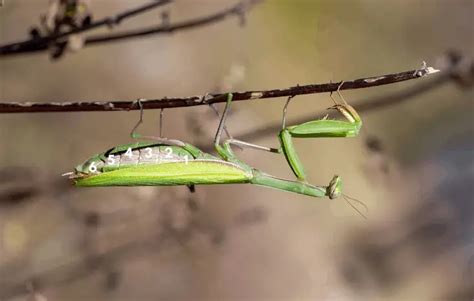 How To Tell If A Praying Mantis Is A Male Or Female Keeping Bugs