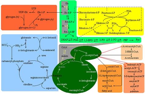 Metabolic Pathways Overview