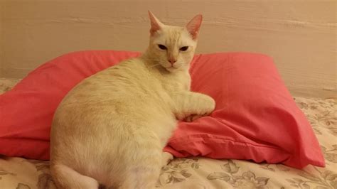 無料画像 ペット 子猫 ネコ 座っている 哺乳類 ウィスカー ベージュ 脊椎動物 シャム ビルマ語 バリニーズ 中型