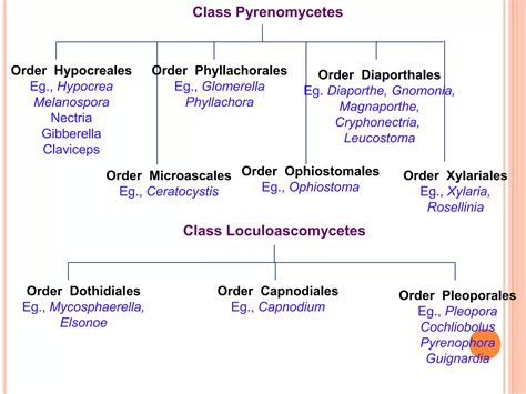 Classification Of Fungi Mycology PPT