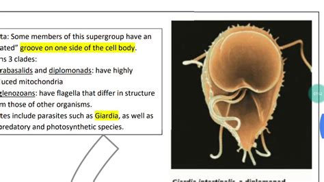 CH 28 The Origin And Evolution Of Eukaryotes YouTube