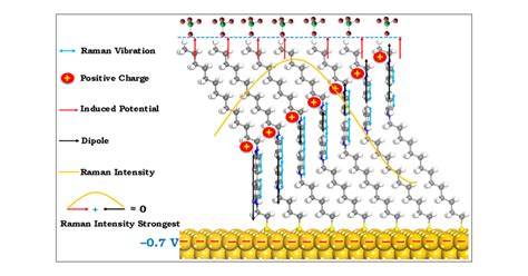 probing electric field distributions in the double layer of a single crystal electrode with
