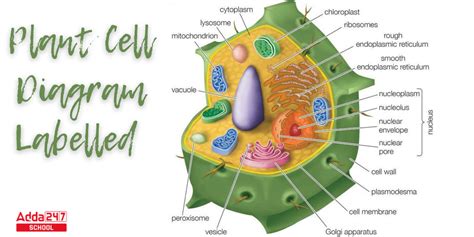 Plant Cell Definition Structure Function Diagram Types