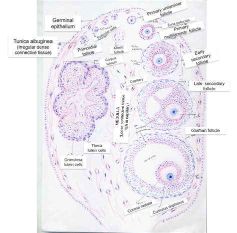 DIAGRAM Medulla Of Ovary Labeled Diagram MYDIAGRAM ONLINE