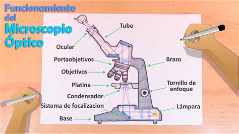 Microscopio Y Sus Partes Dibujo Facil Dibujos De Microscopios The