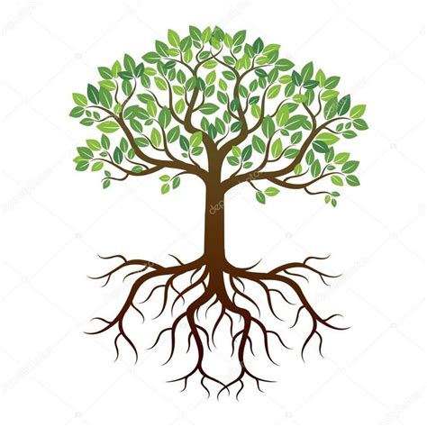 Color Tree And Roots Vector Illustration Roots Drawing Tree