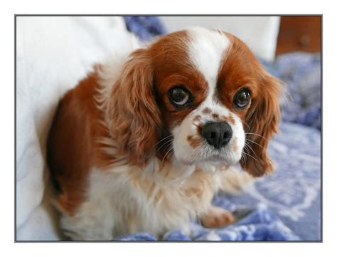 Trudi L1330472 With Story By Harrietsfriend On Deviantart