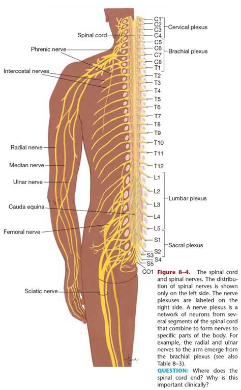Schematic Diagram Of Spinal Cord Spinal Cord Nerve Roots